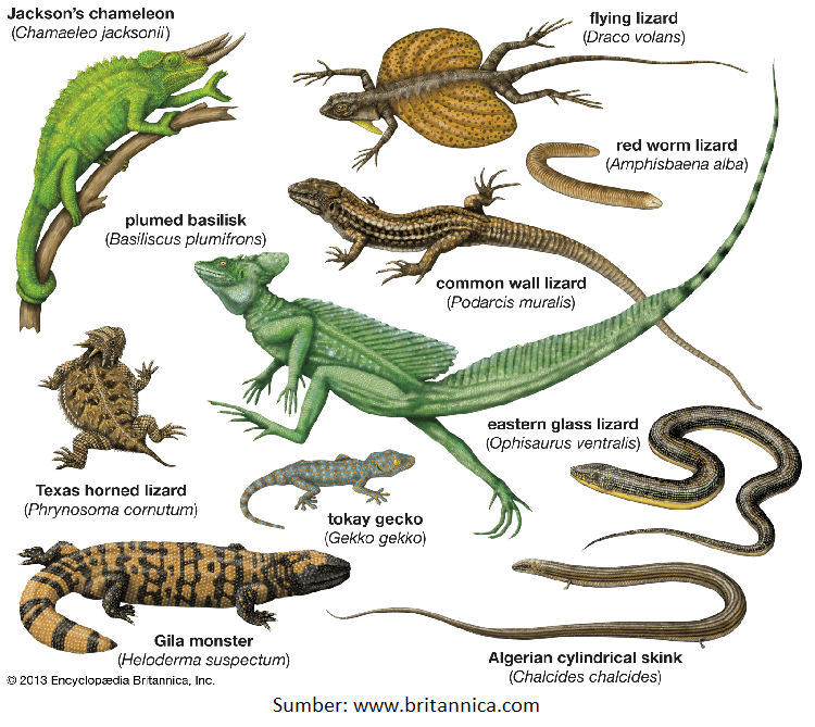 Materi Biologi - Animalia Kelas 10 MIA - Belajar Pintar
