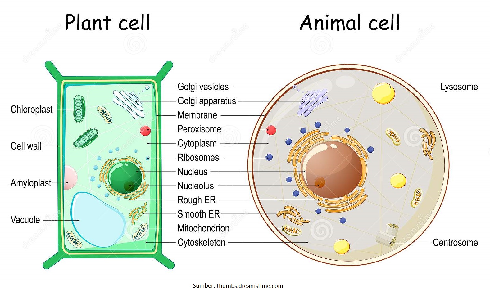 Materi Biologi - Sel Kelas 11 MIA - Belajar Pintar