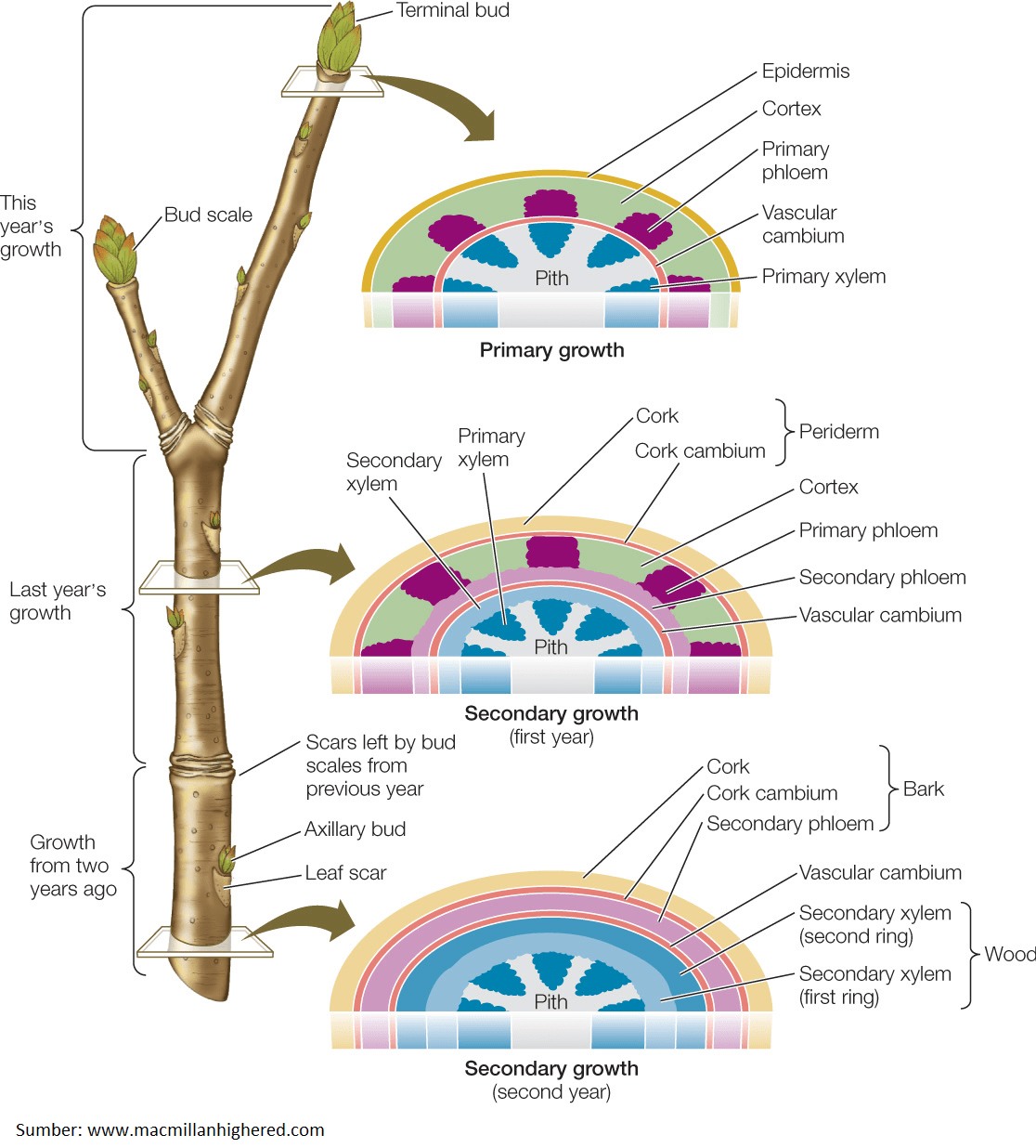 Materi Biologi - Pertumbuhan dan Perkembangan pada Tumbuhan Kelas 12 ...