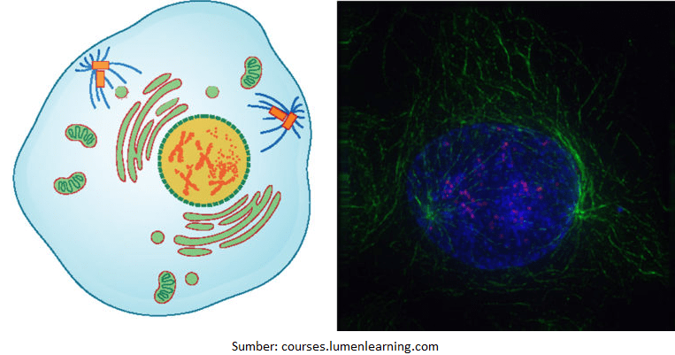 Materi Biologi - Pembelahan Sel Kelas 12 MIA - Belajar Pintar