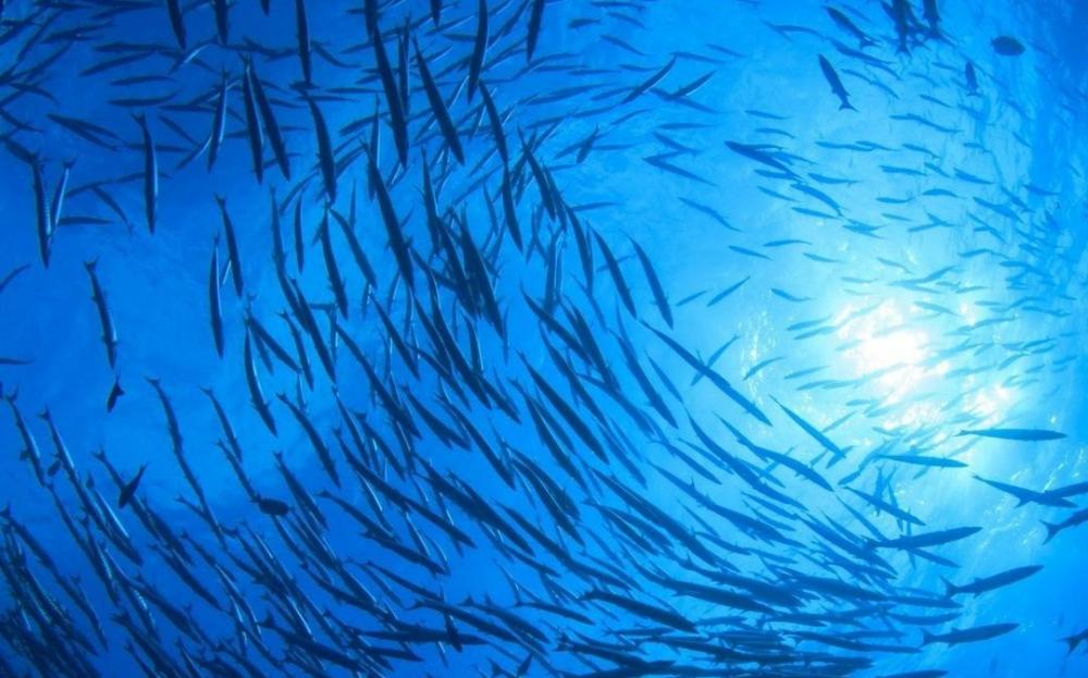 Jurusan Perikanan Laut Tropis