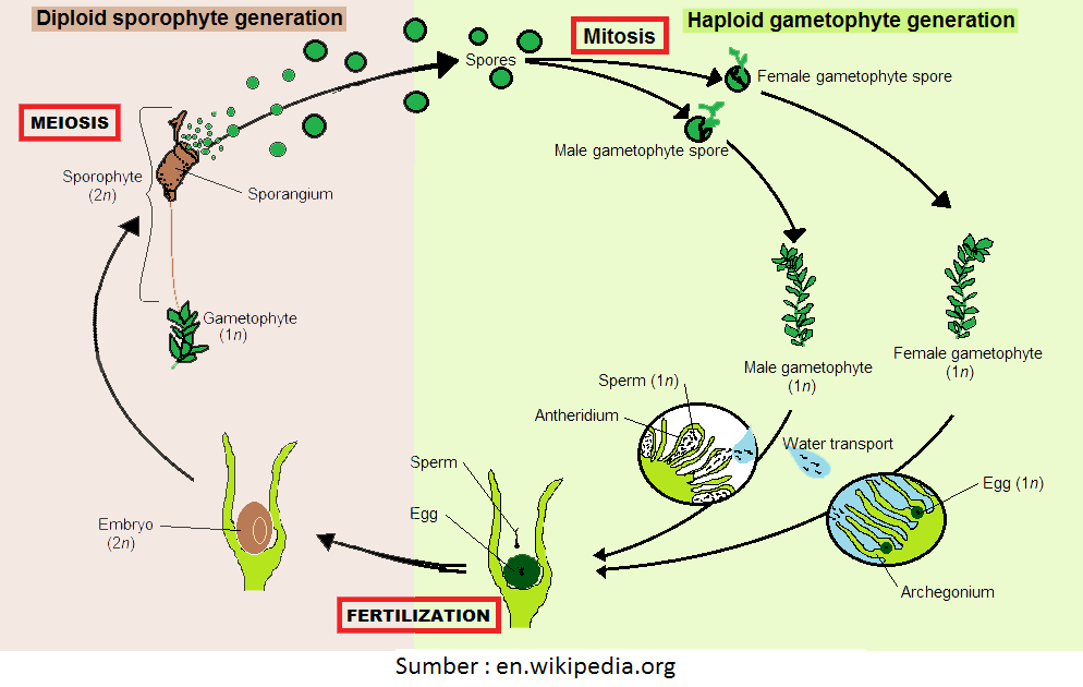 Belajar Pintar Materi SMP, SMA, SMK