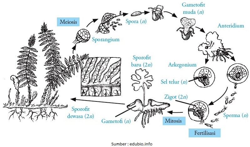 Belajar Pintar Materi SMP, SMA, SMK